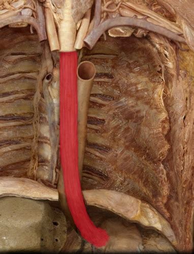 Digestive System Cadaver Apr Flashcards Quizlet