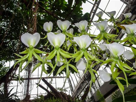 50 Angraecum Fotografías De Stock Fotos E Imágenes Libres De Derechos
