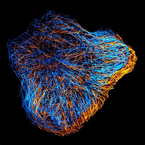 fast4dreg fast registration of 4d microscopy datasets cell migration lab