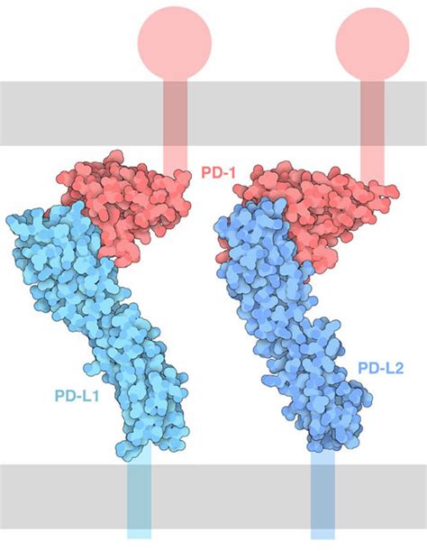Pdb 101 2018 Nobel Prize In Physiology Or Medicine