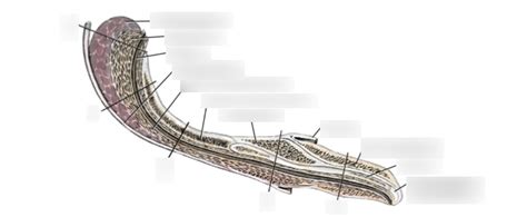 P E N I S Diagram Quizlet