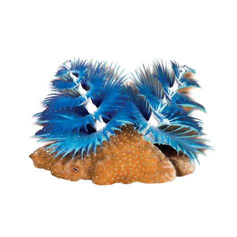 Christmas Tree Worm Reef Smart Guides