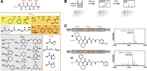 Dna Encoded Solid Phase Synthesis Encoding Language Design And Complex Oligomer Library