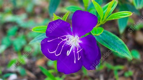 ดอกไม้สีม่วงและต้นไม้ดอกไม้พืชป่า ดาวน์โหลดพื้นหลัง Powerpoint ฟรี Slidesdocs