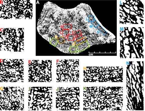 Sections Used To Calculate The Bone Compactness A Axial Cross Section Download Scientific