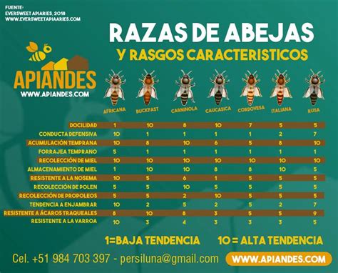 Que Es La Taxonomia De Las Abejas At Harry Cairns Blog