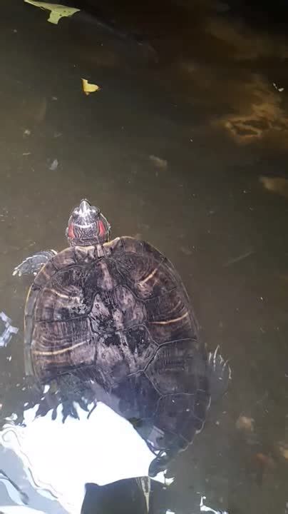 Video Novend Grinantyo On Linkedin Saatnya Mlakukan Tntangan