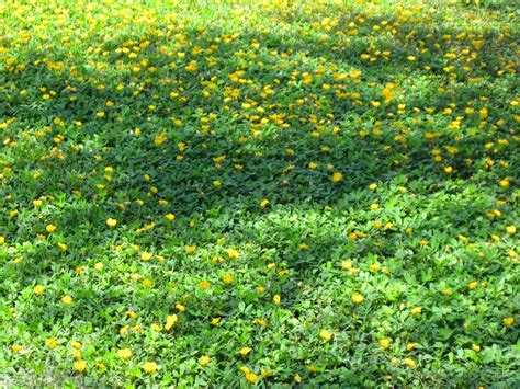 Perineal Peanut Ground Cover For Sunny Areas