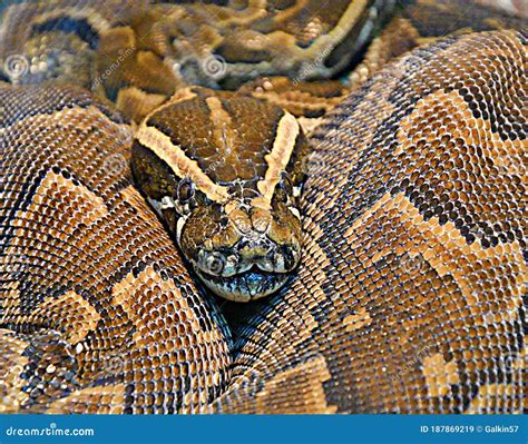 Hieroglyphic Python Or Rock Python Lat Python Sebae Stock Image