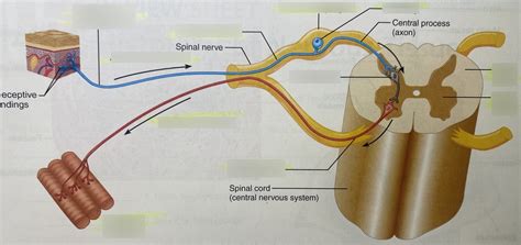 Nerve Pathway Diagram Quizlet