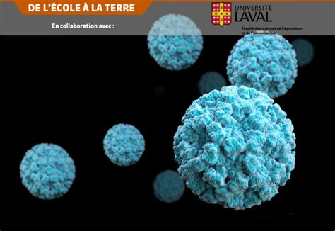 Pleins Feux Sur Les Virus Dorigine Alimentaire La Terre De Chez Nous