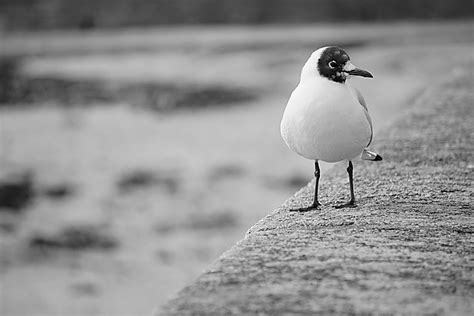 Tern Bird Seagull Savage Free Photo On Pixabay Pixabay