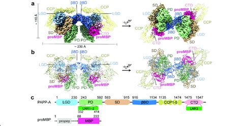 Cryo Em Structure Determination Of The Papp A·prombp Complex A The