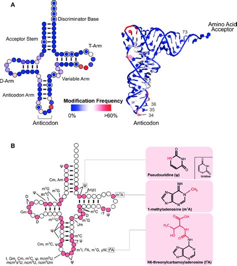 The Expanding World Of Trna Modifications And Their Disease 48 Off