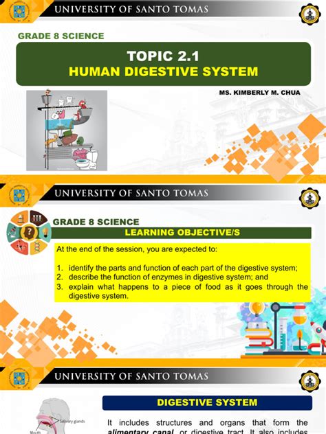 Topic 21 Human Digestive System Pdf Human Digestive System