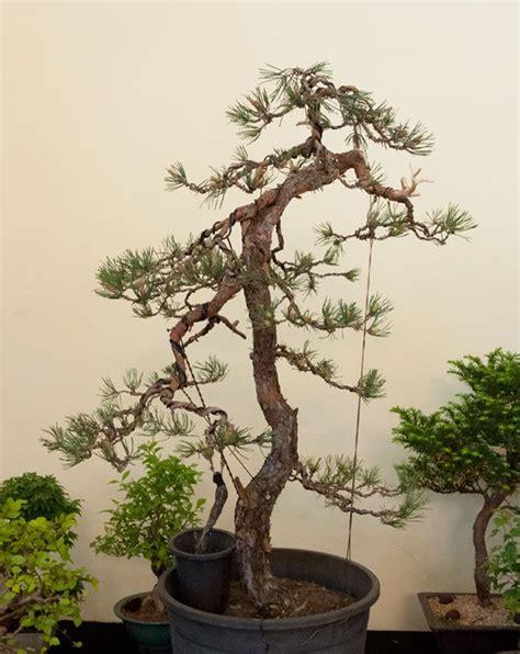 Informal Upright Pine Bonsai Plants Evergreen
