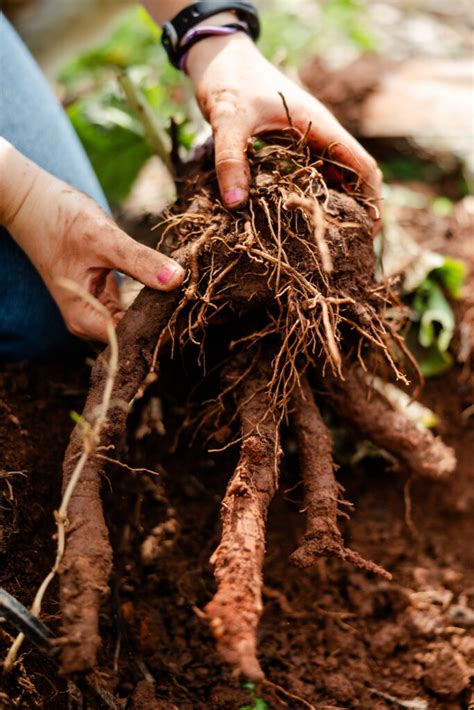 How To Harvest And Use Burdock Root Reedwood Creek Farm