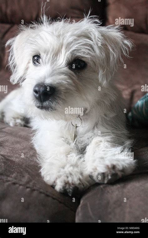 Westie Bichon Mix