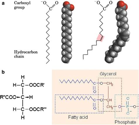 Fatty Acid Diagram