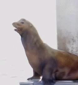 Sea Lion Clapping 