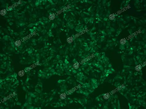 Achn Cell Line Ubigene