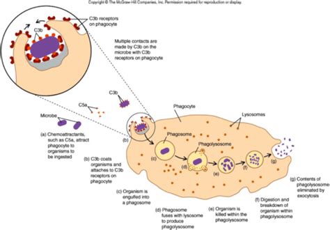 Microbio Exam 2 Immunity Flashcards Quizlet
