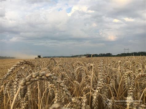 Стало відомо яка врожайність озимої пшениці забезпечує прибуток в 2022 році —