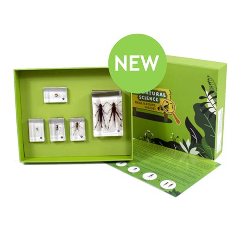 Grasshopper Life Cycle Set Eduscience Uk Ltd