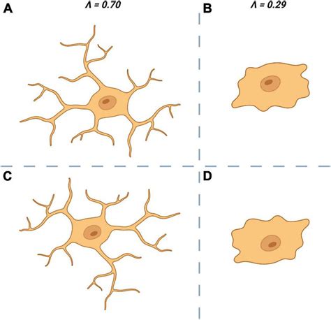 Lacunarity ∧ Or L A Measure Of Rotational Invariance Is Used To