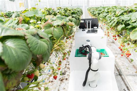 Robotic Strawberry Harvester Adding More Algorithms To Improve Harvesting Precision