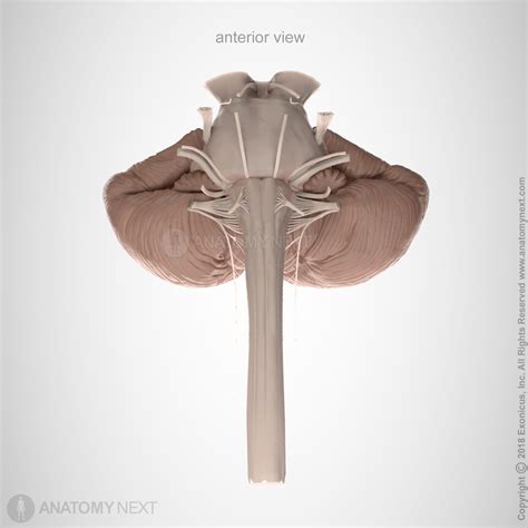 Brain Encyclopedia Anatomy App Learn Anatomy 3d Models Articles And Quizzes