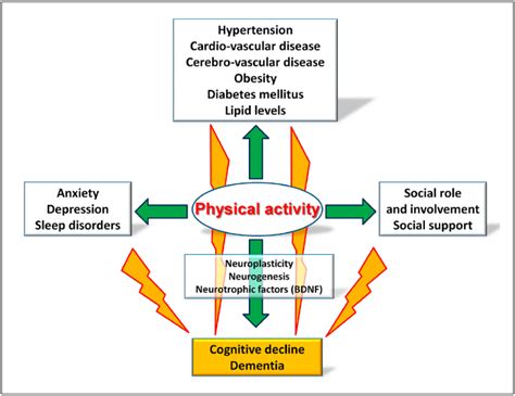 Physical Activity And Cognitive Function In Older Persons Sems Journal