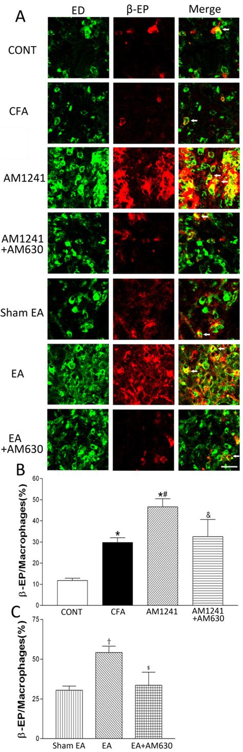 Effects Of Am1241 Ea Am1241 Plus Am630 And Ea Plus Am630 On