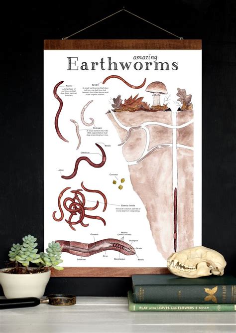 Amazing Earthworms 12 X 18 Poster Earthworm Anatomy Montessori