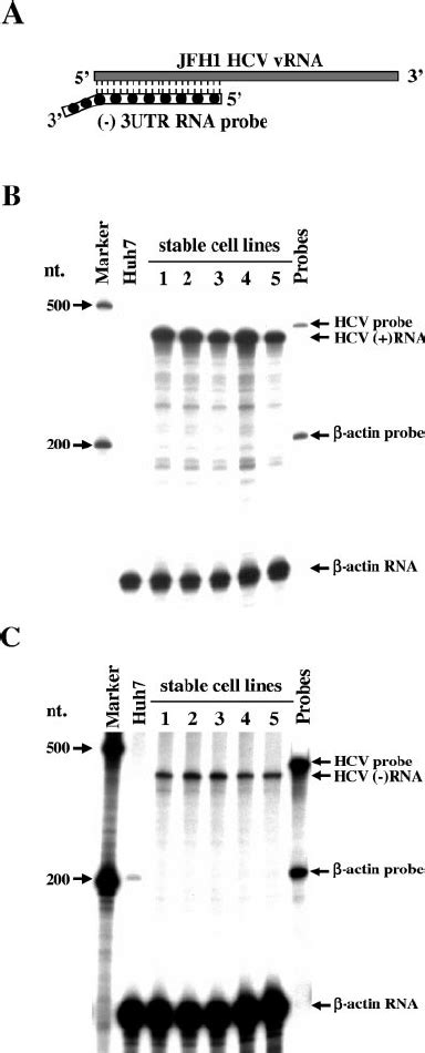 A Schematic Of The RPA A Radiolabeled RNA Probe Contains Download Scientific Diagram