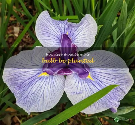 Planting The Perfect Iris Bulb A Guide To Planting Depth Shuncy