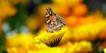 Butterfly Waterway Wildlife Canal And River Trust