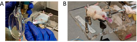 Mouse Intubation Using The Biolite Intubation System Braintree