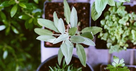 Fixes For Common Soil Problems