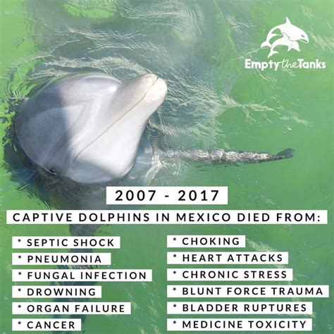 Dolphin Exploitation In Mexico Empty The Tanks