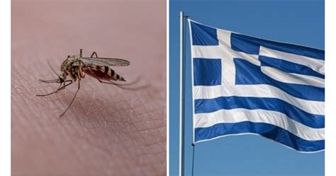 ЛОШО Първи случай на инфекция на западнонилска треска в Гърция