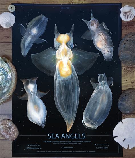 Sea Angel Print Ocean Print Sea Angel Wall Art Sea Angel Etsy Canada