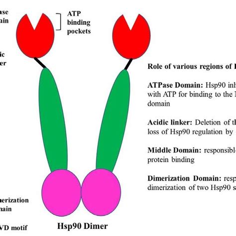 Structure Of Hsp90 Download Scientific Diagram