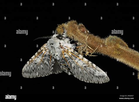 Puss Moth Cerura Vinula Large Fork Tail Large Fork Tails Tooth