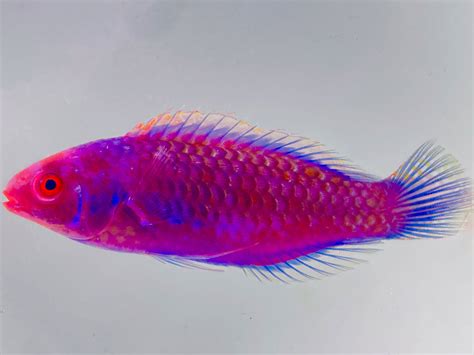 Blue Side Fairy Wrasse Reef Pro