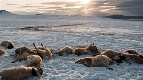 Малын хорогдол улам нэмэгдэх төлөвтэй байна