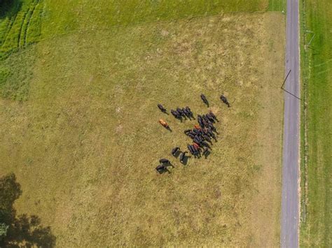 Real Time Deforestation Monitoring Aidenvironment