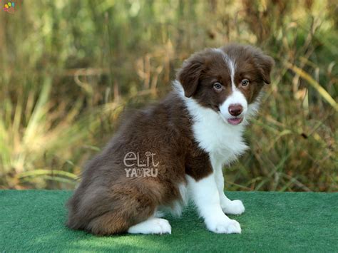 Brownie Border Collie Yavru Köpek Elit Yavru