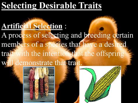 How Does Human Activity Affect Biological Diversity Ppt Download How Does Human Activity Affect Biological Diversity Ppt Download