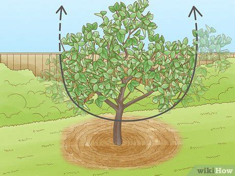 How To Prune Citrus Trees The Ultimate Trimming Guide